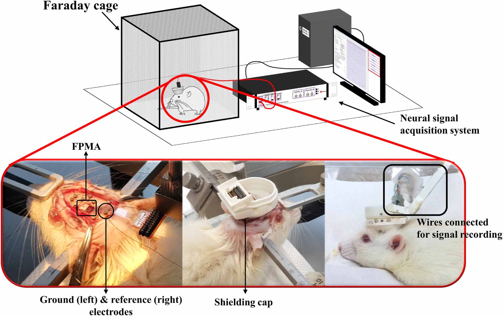 Long-term in-vivo recording performance of flexible penetrating ...