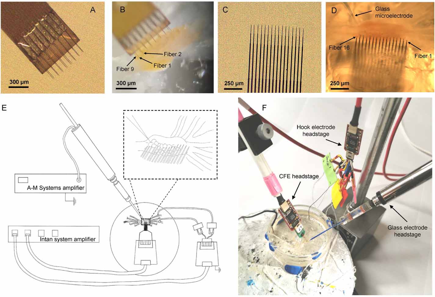 Carbon fiber electrodes for intracellular recording and stimulation ...