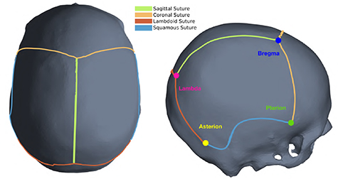 Impact of skull sutures, spongiform bone distribution, and aging skull ...