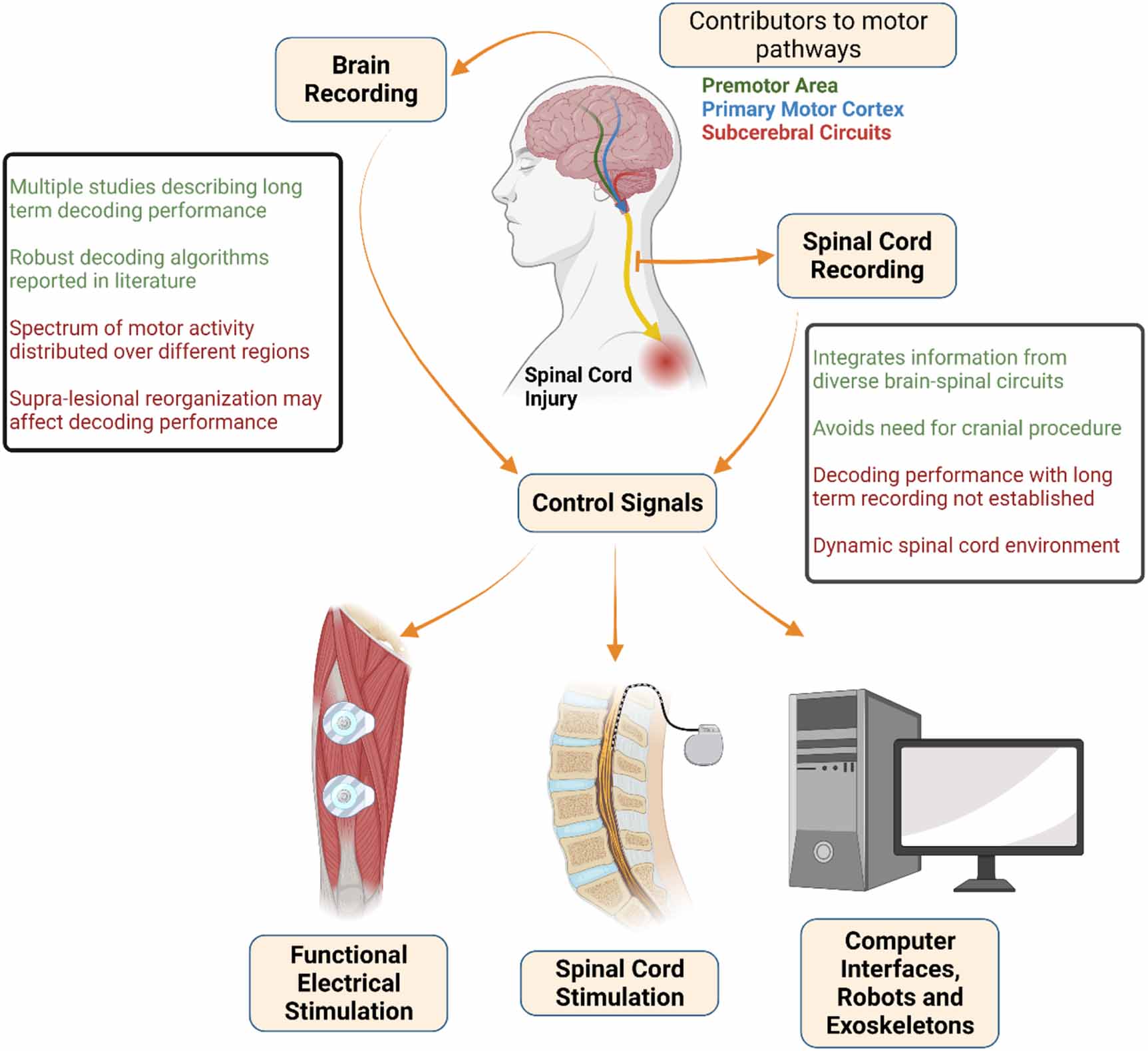 Spinal cord bioelectronic interfaces: opportunities in neural recording ...