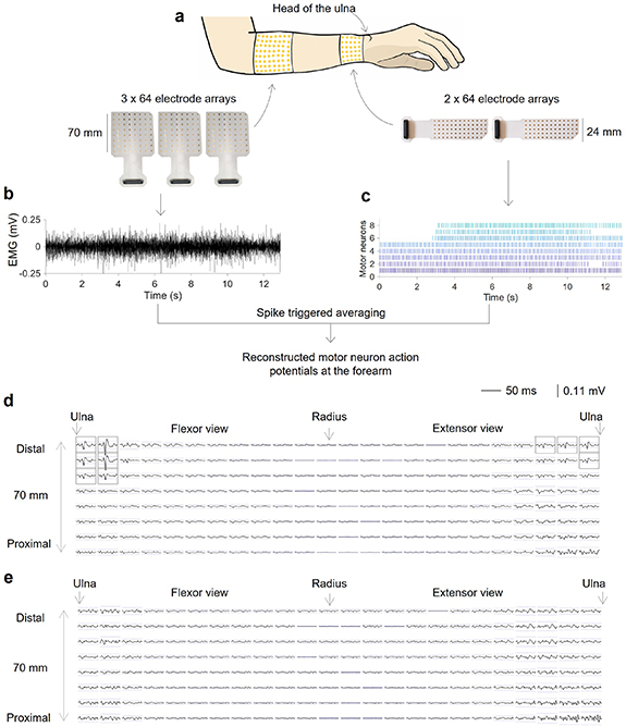 Far-field electric potentials provide access to the output from the ...
