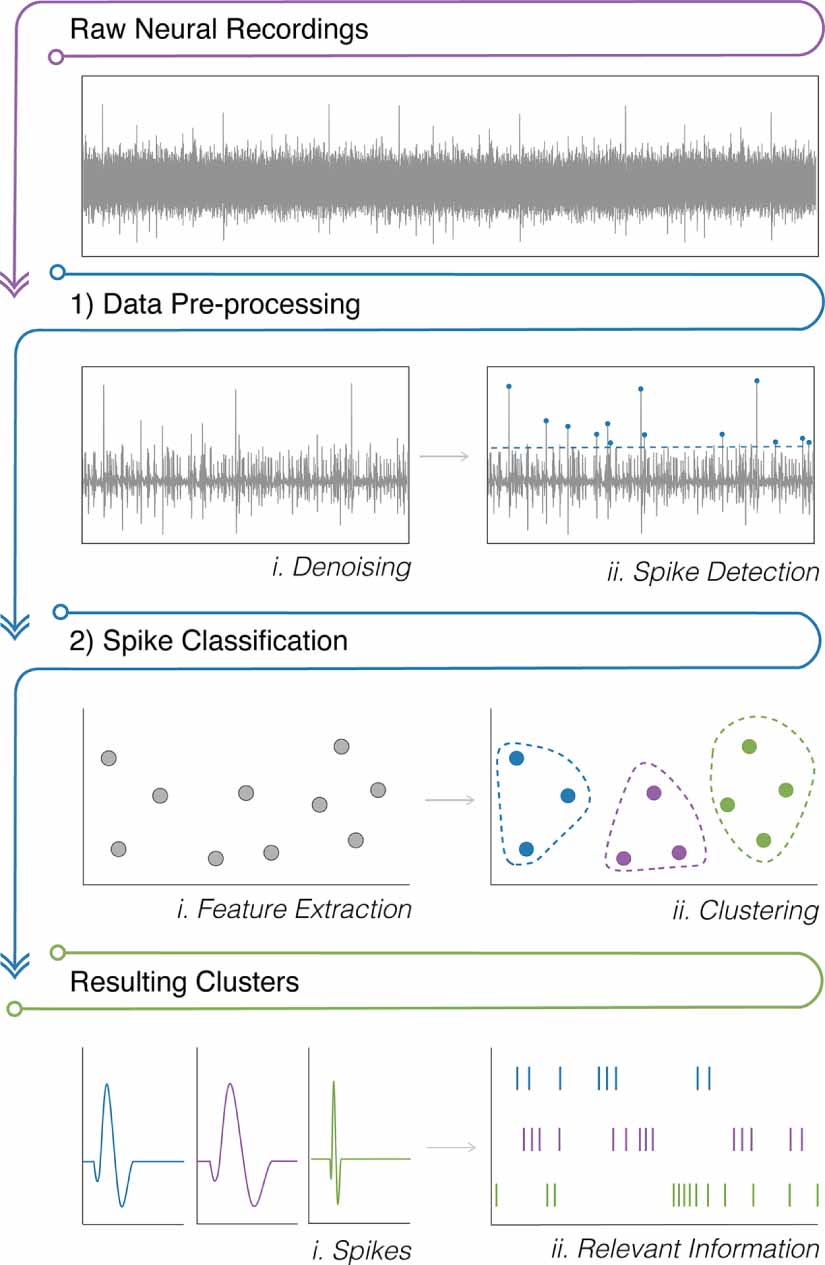 Tutorial: a guide to techniques for analysing recordings from the ...