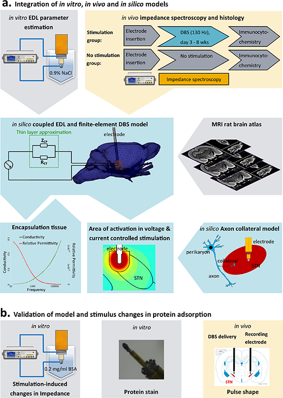 Stimulation-induced changes at the electrode–tissue interface and their ...