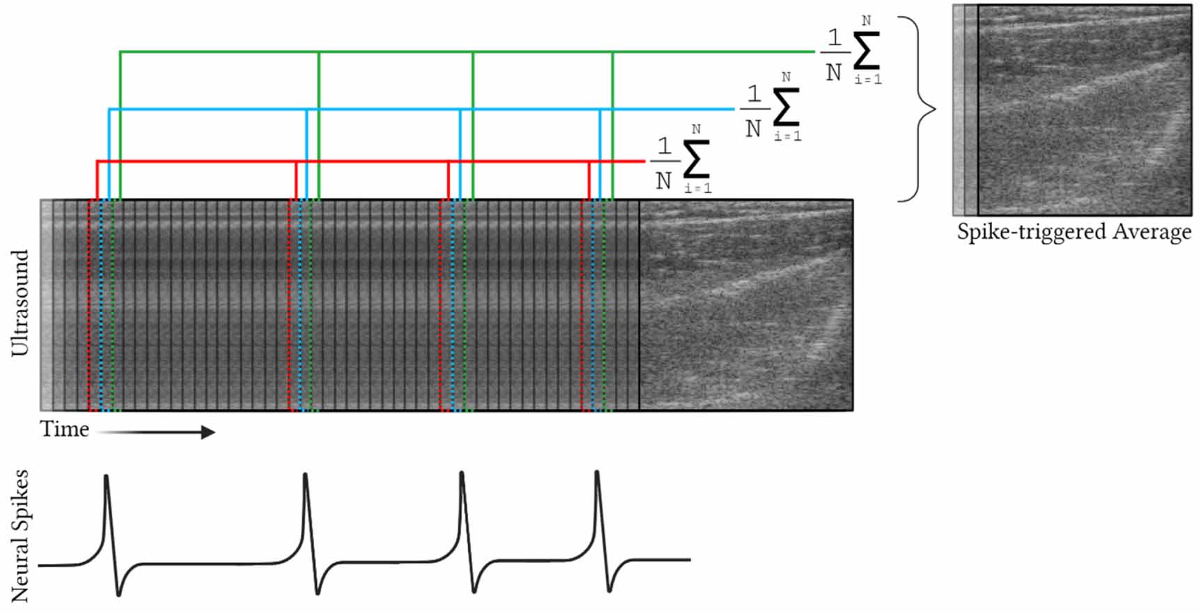 Kinematics of individual muscle units in natural contractions measured ...