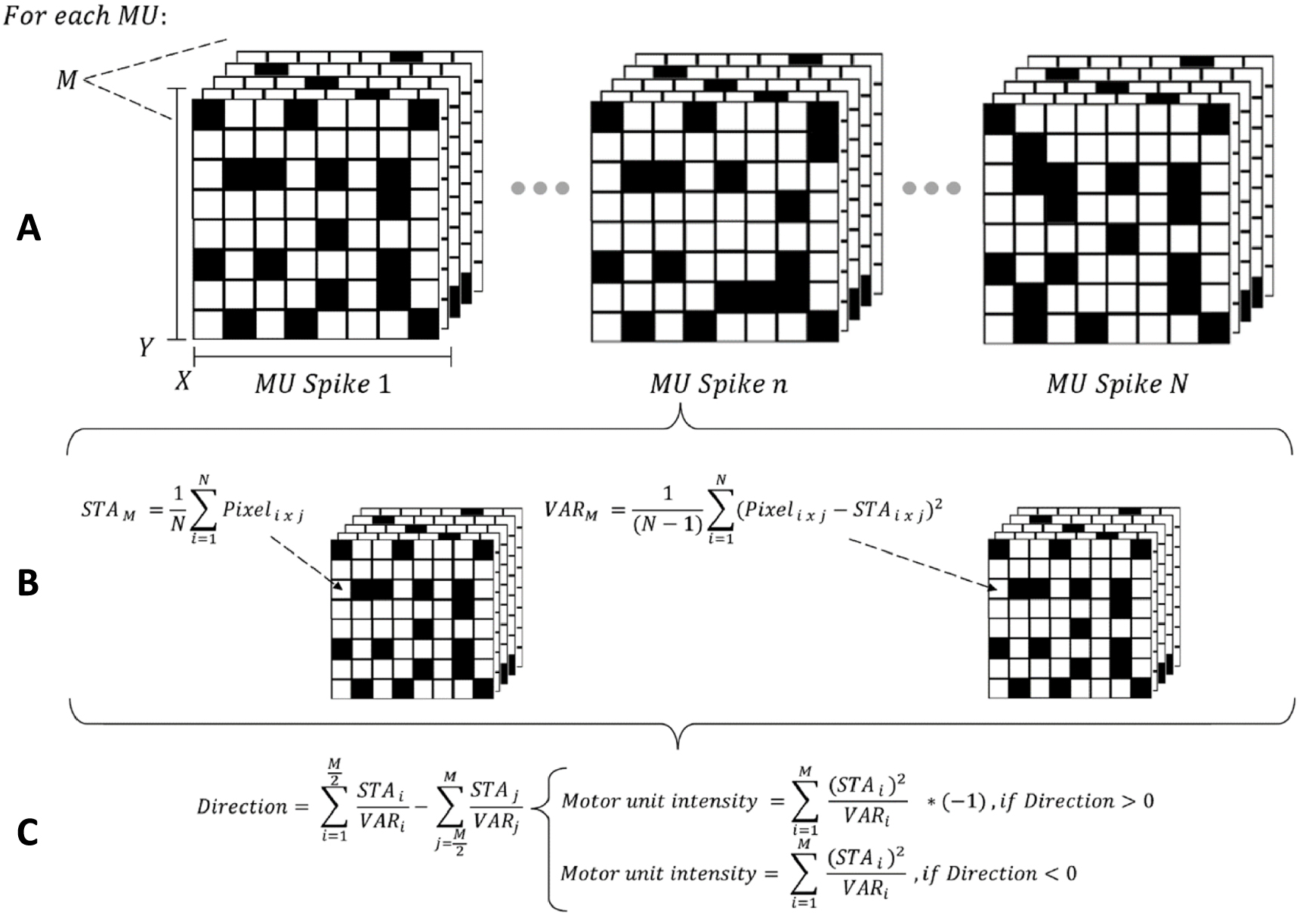 Kinematics of individual muscle units in natural contractions measured ...