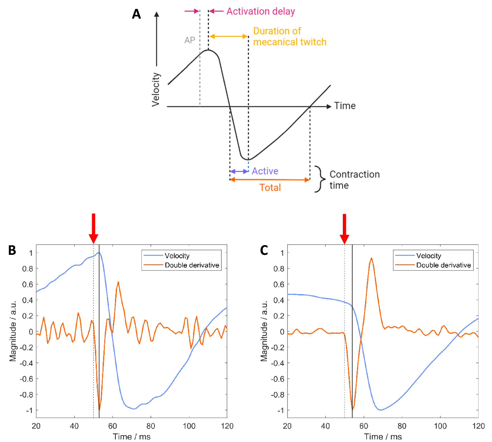 Kinematics of individual muscle units in natural contractions measured ...