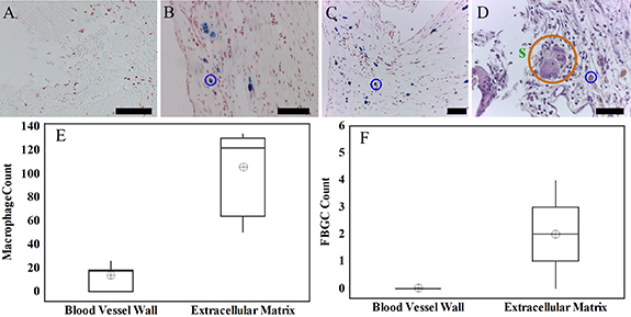 Vascular remodeling in sheep implanted with endovascular neural ...