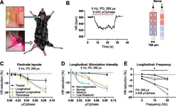 Wireless optoelectronic devices for vagus nerve stimulation in mice ...