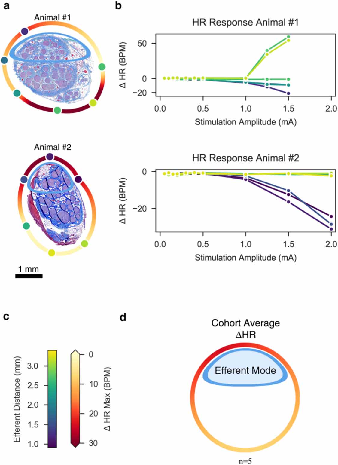 Spatially selective stimulation of the pig vagus nerve to modulate ...