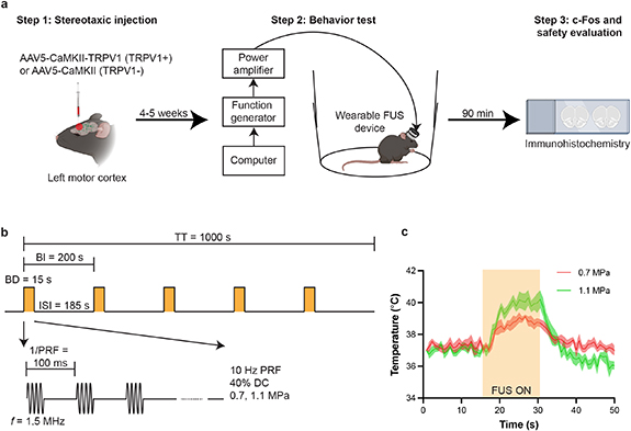 TRPV1-mediated sonogenetic neuromodulation of motor cortex in freely ...