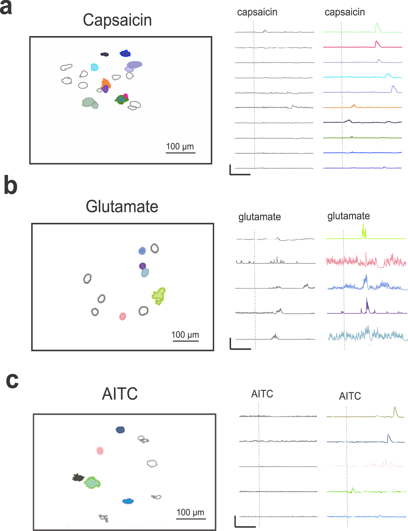 Calcium imaging and analysis of the jugular-nodose ganglia enables ...