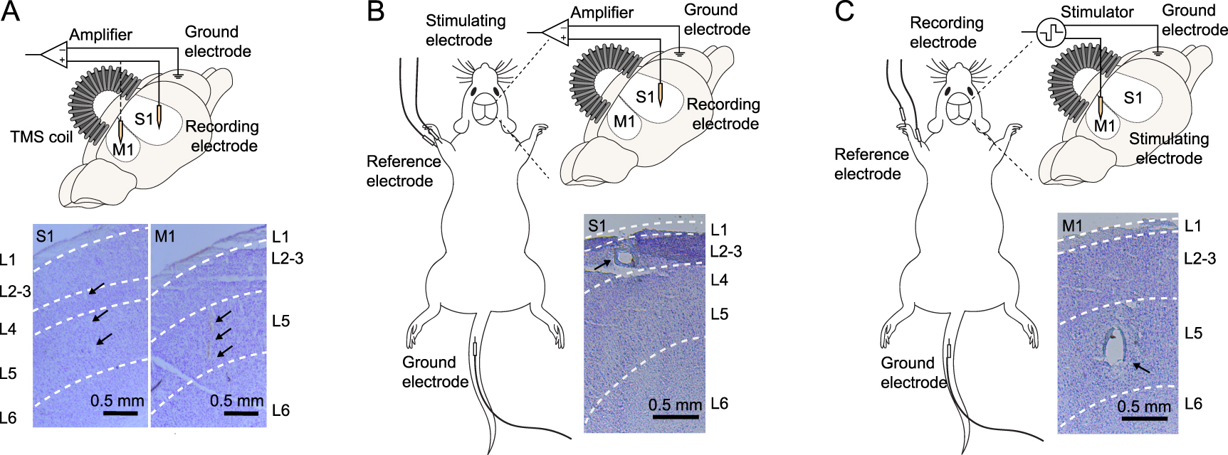 A C-shaped miniaturized coil for transcranial magnetic stimulation in ...