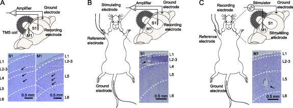 A C-shaped miniaturized coil for transcranial magnetic stimulation in ...