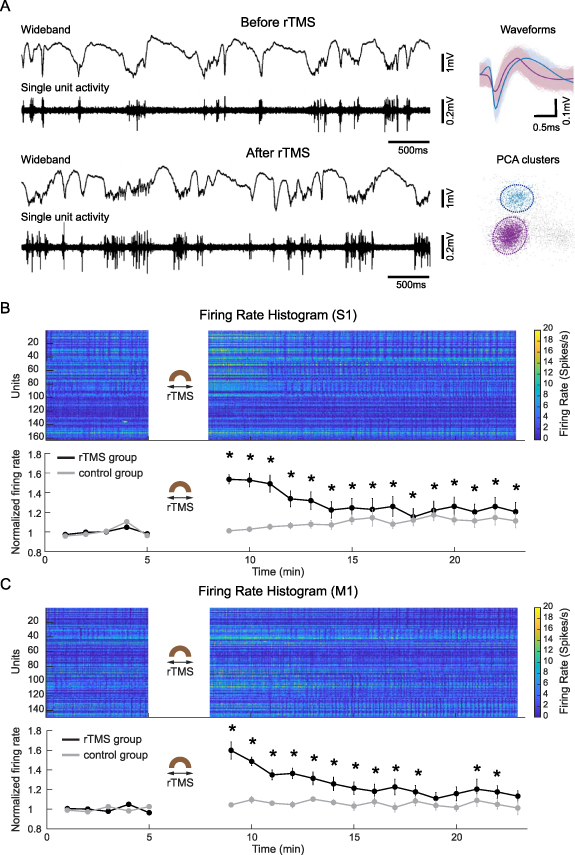 A C-shaped miniaturized coil for transcranial magnetic stimulation in ...