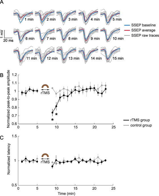 A C-shaped miniaturized coil for transcranial magnetic stimulation in ...