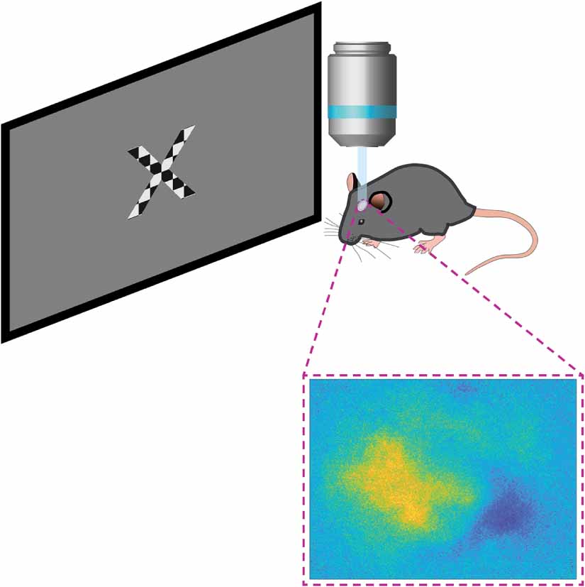 Convolutional neural network classifies visual stimuli from cortical ...