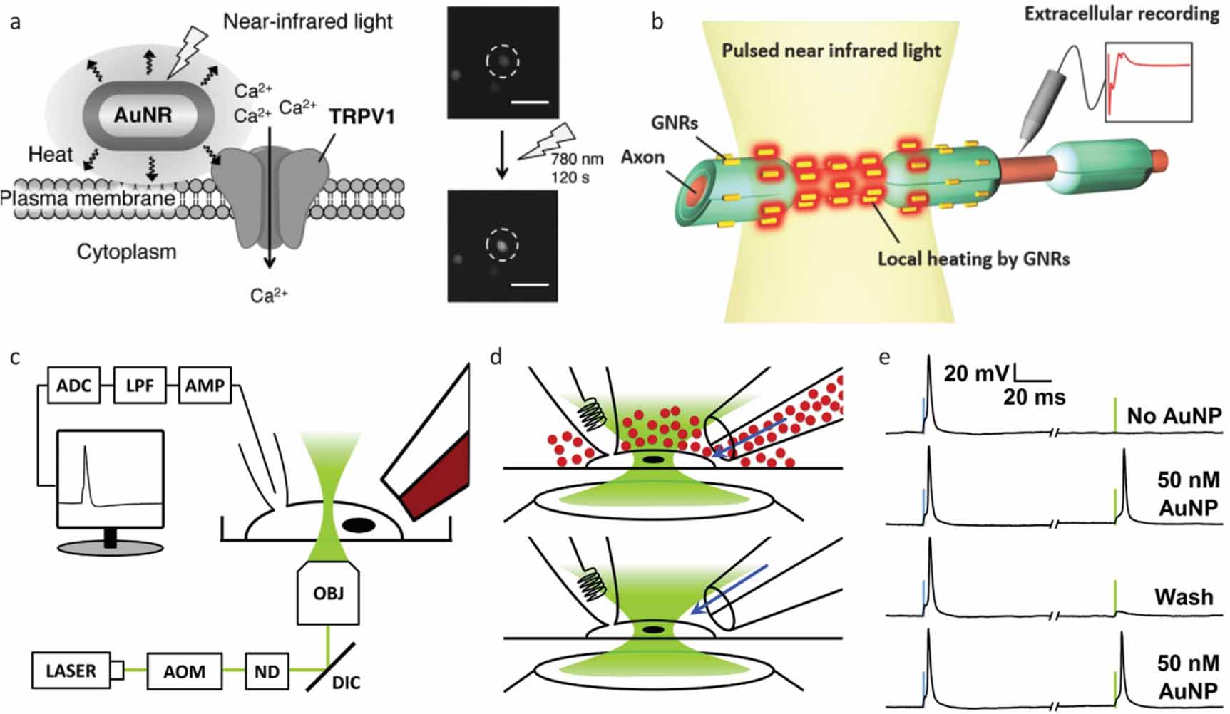 Physical mechanisms of emerging neuromodulation modalities - IOPscience