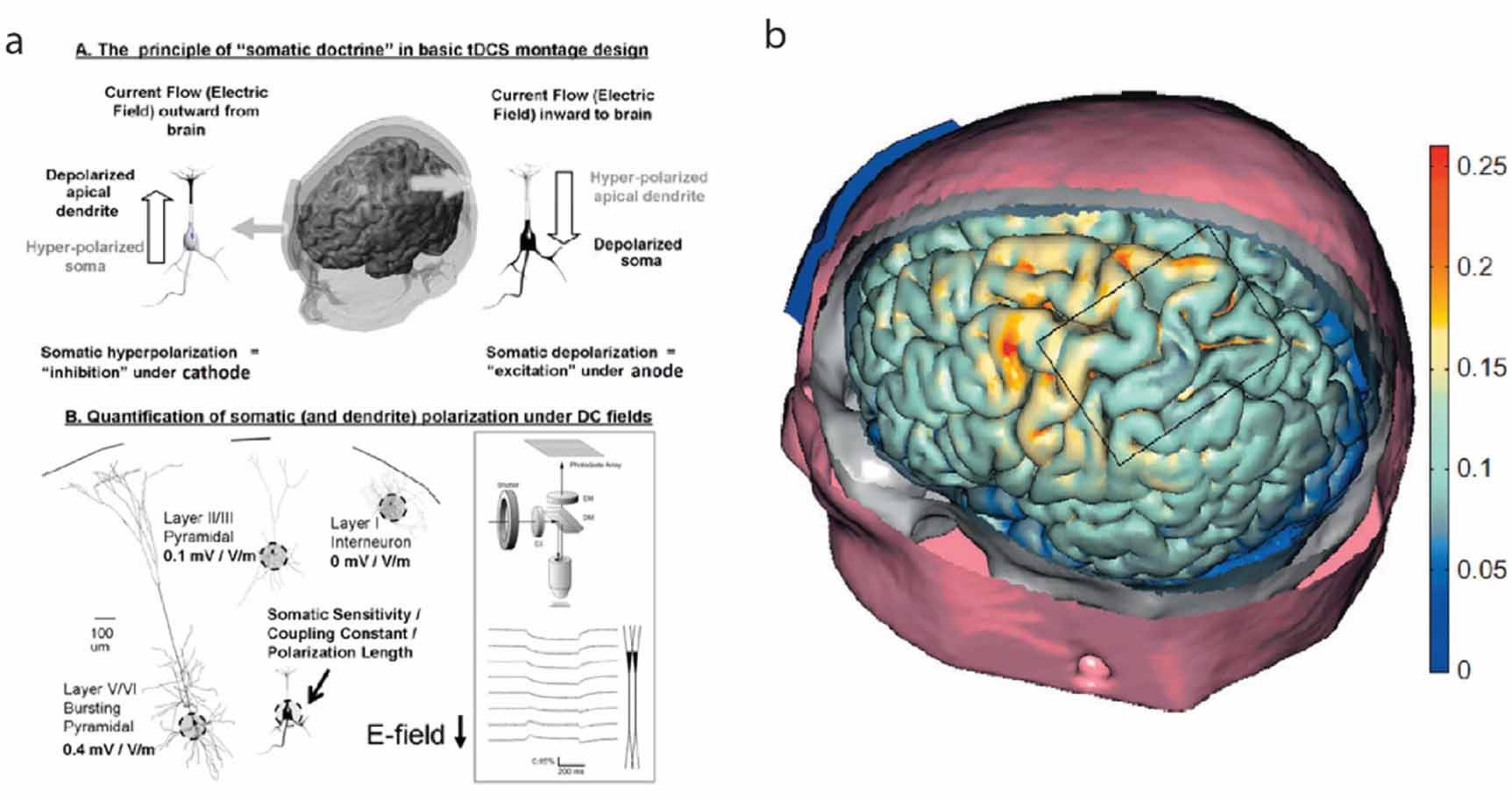 Physical mechanisms of emerging neuromodulation modalities - IOPscience