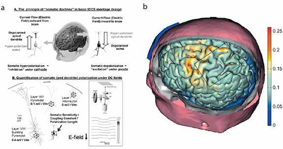 Physical mechanisms of emerging neuromodulation modalities - IOPscience