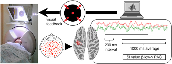 Magnetoencephalographic neurofeedback training decreases β-low-γ phase ...