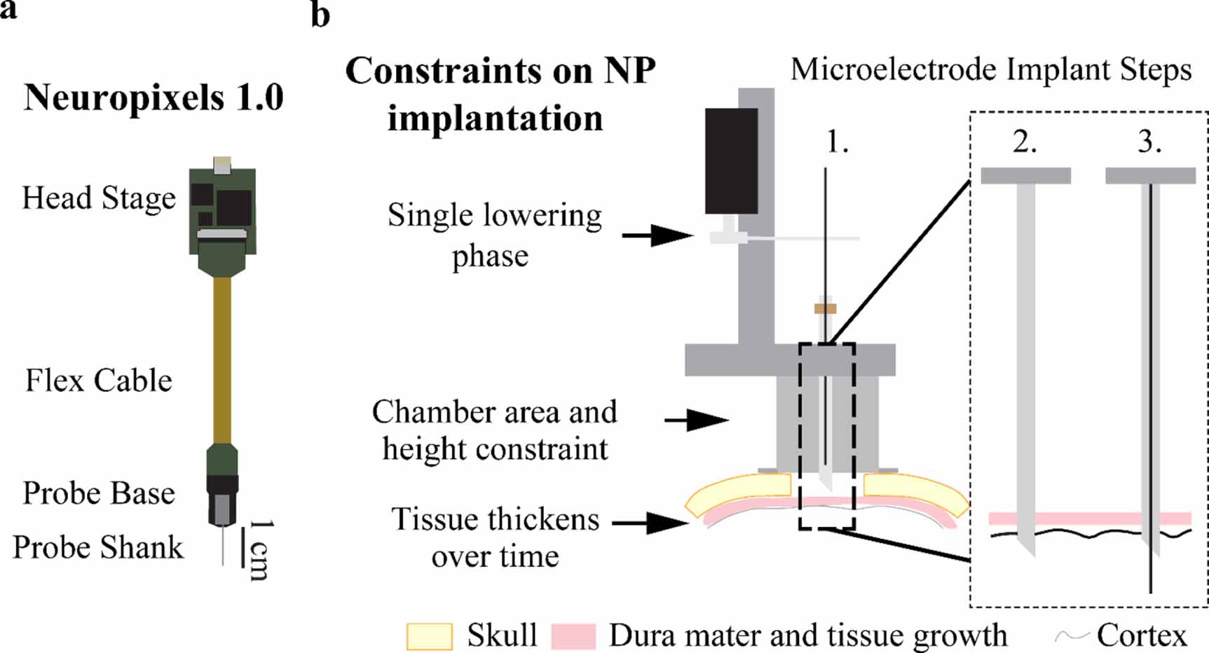 3D printed guide tube system for acute Neuropixels probe recordings in ...