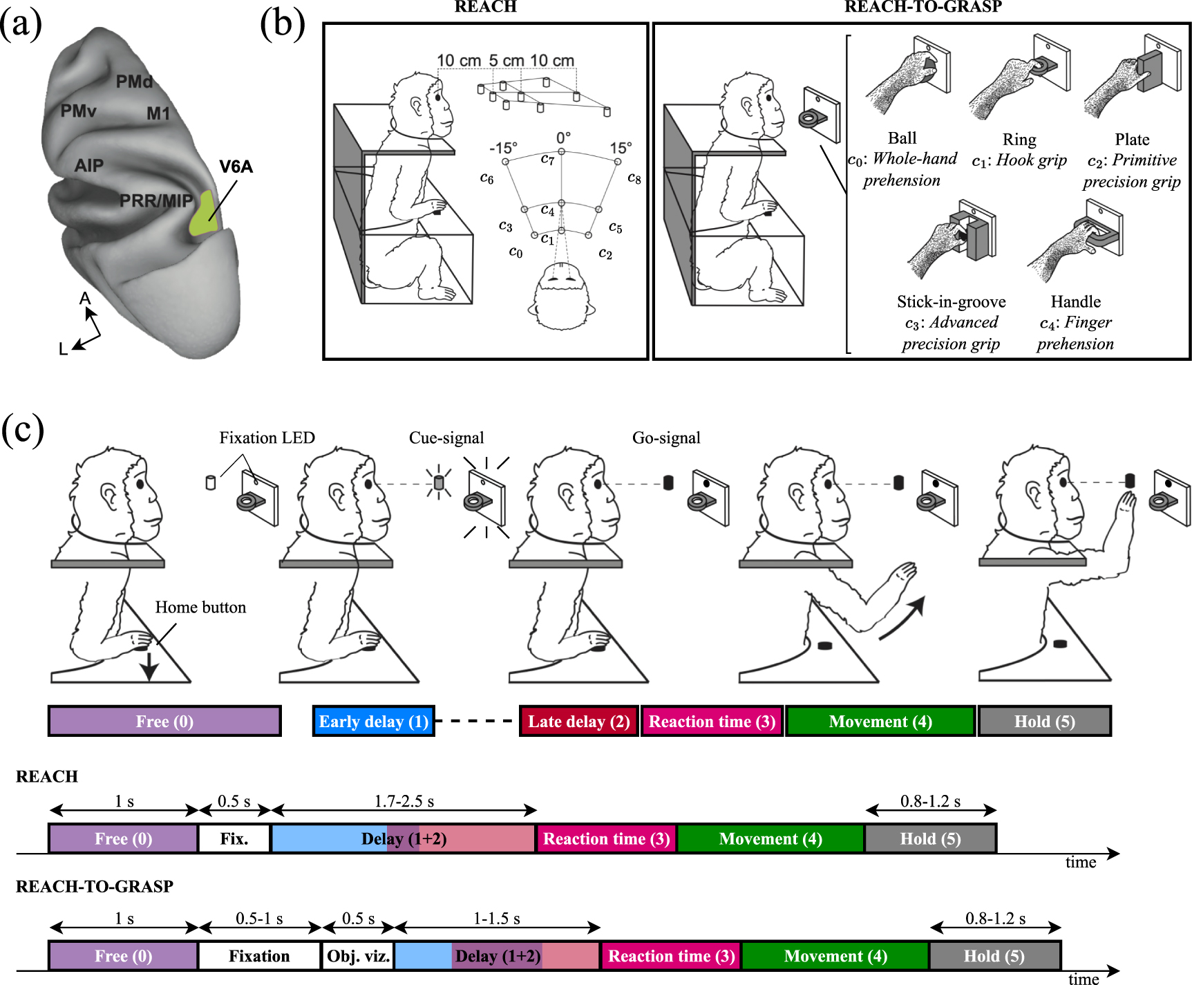 Motor decoding from the posterior parietal cortex using deep neural ...