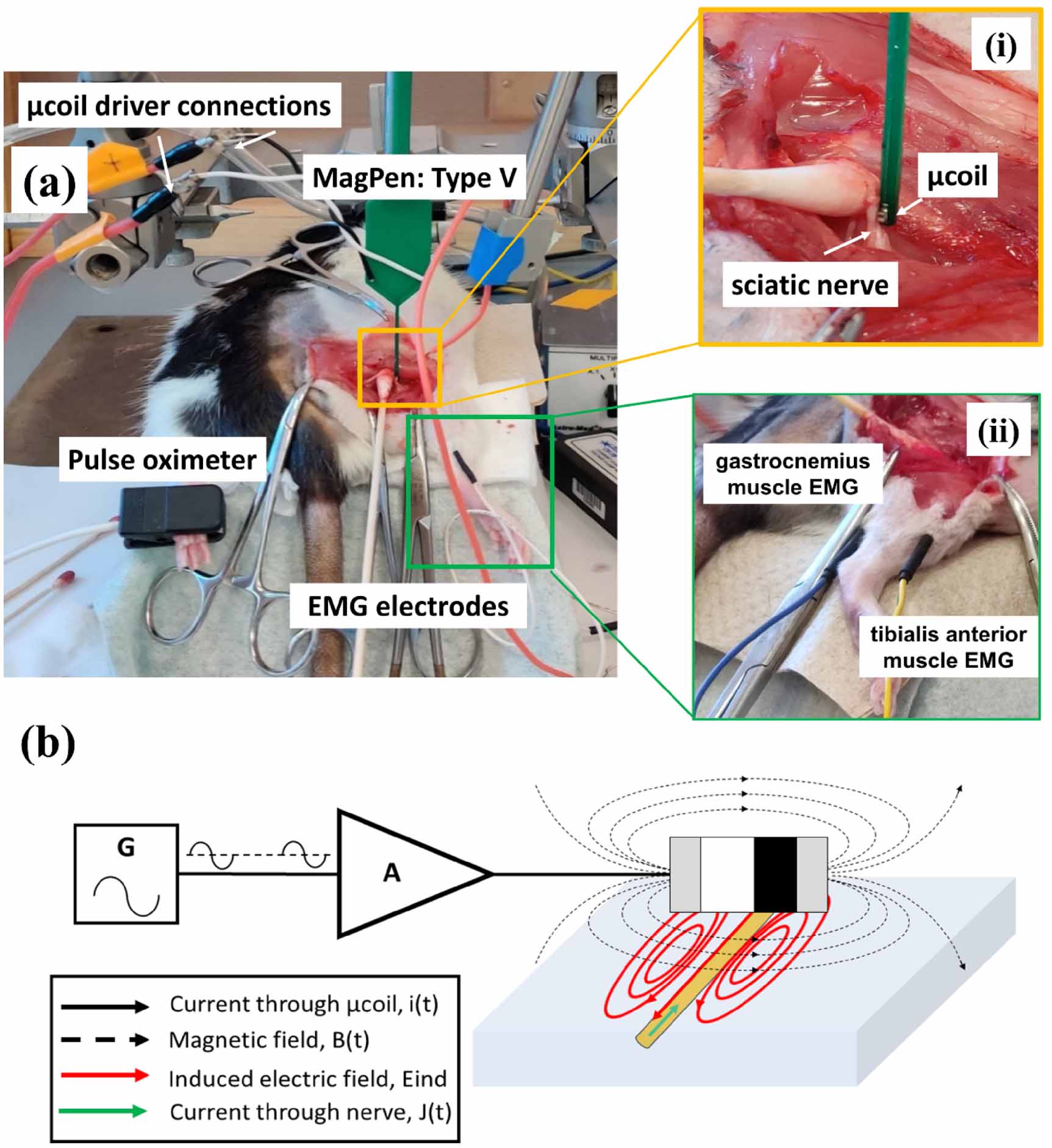 Micromagnetic stimulation (µMS) dose-response of the rat sciatic nerve ...