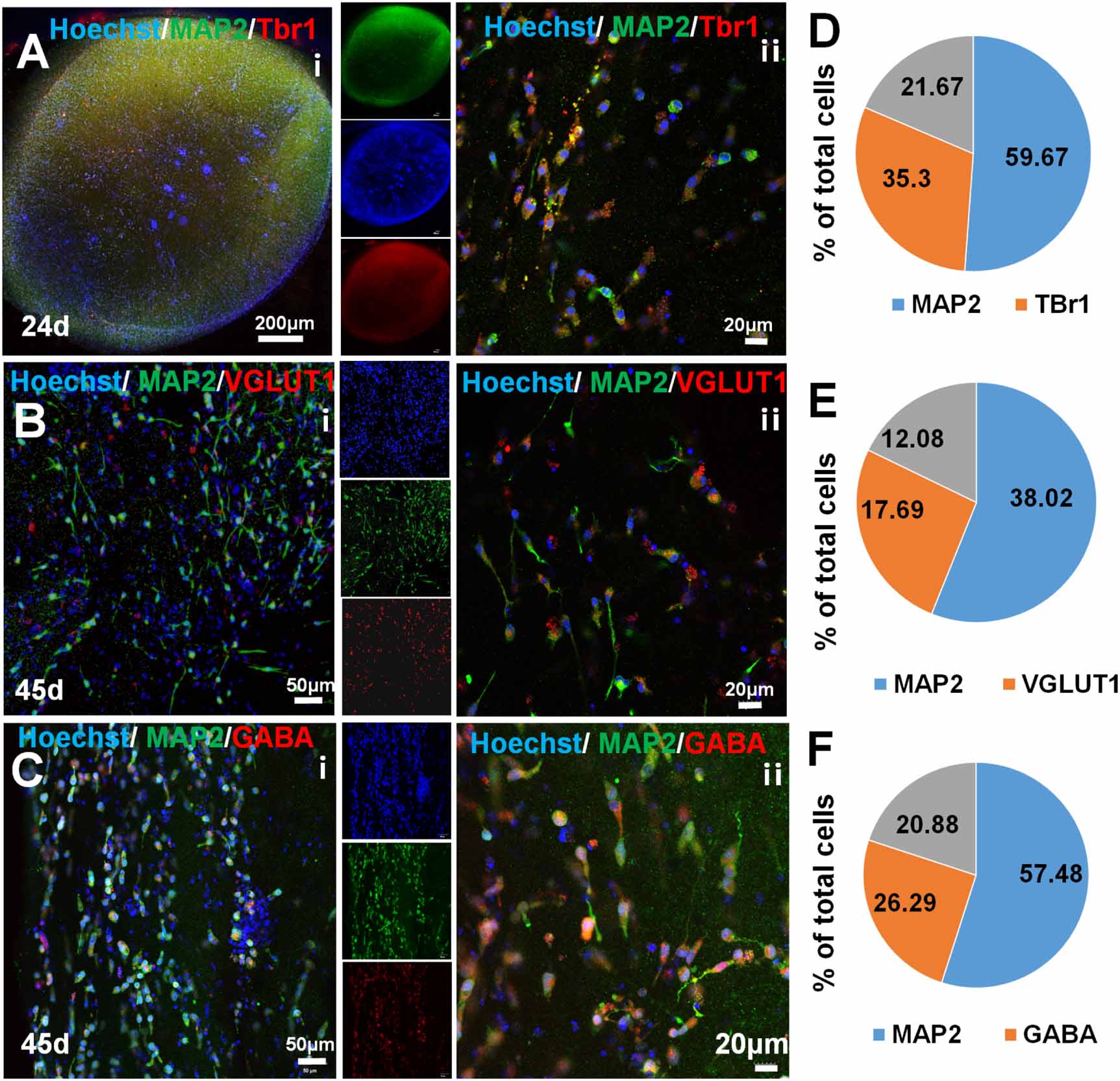 Electrical stimulation induced structural 3D human engineered neural ...