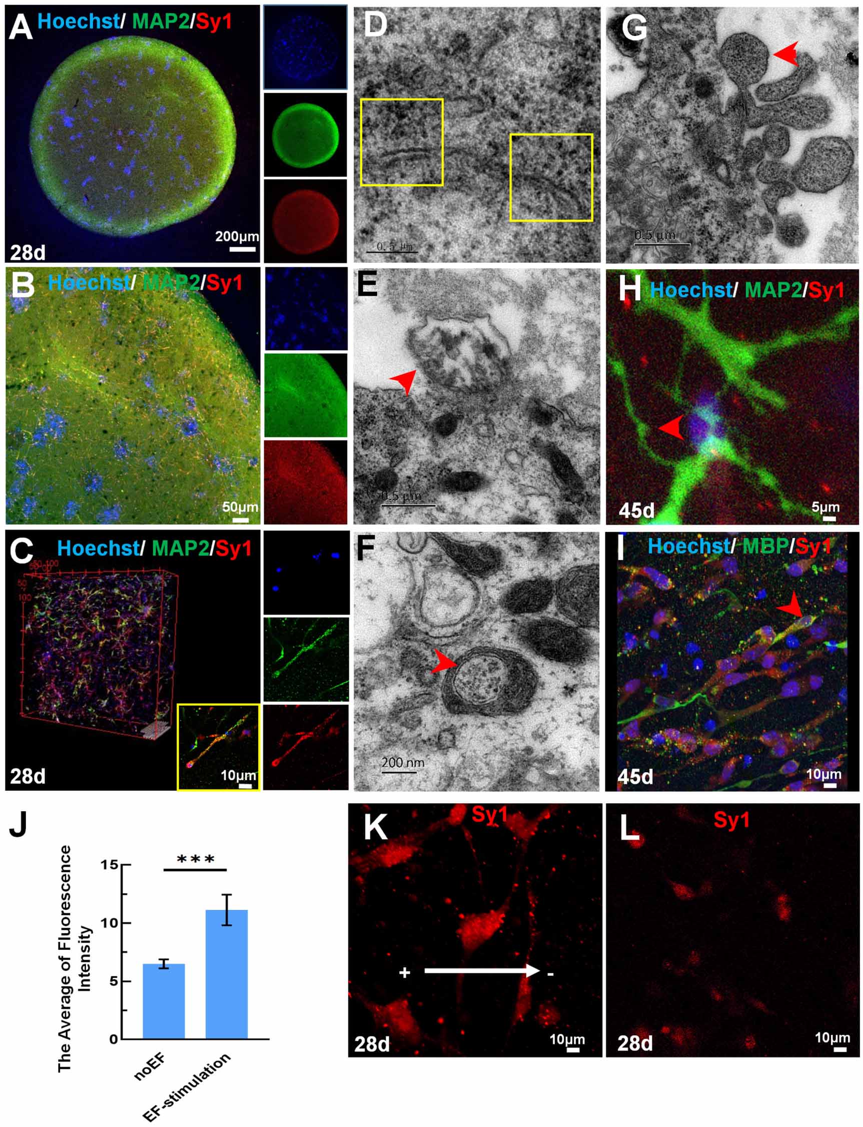 Electrical stimulation induced structural 3D human engineered neural ...