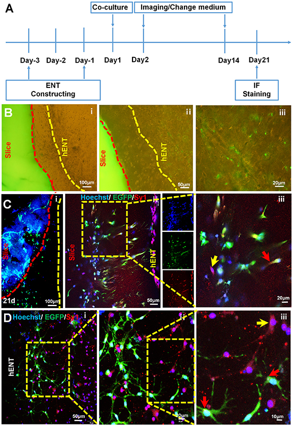 Electrical stimulation induced structural 3D human engineered neural ...