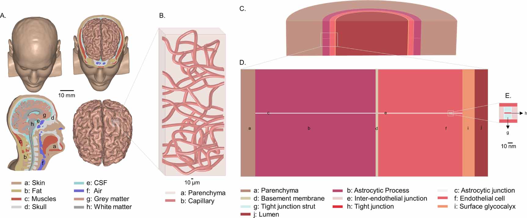 Multi-scale multi-physics model of brain interstitial water flux by ...