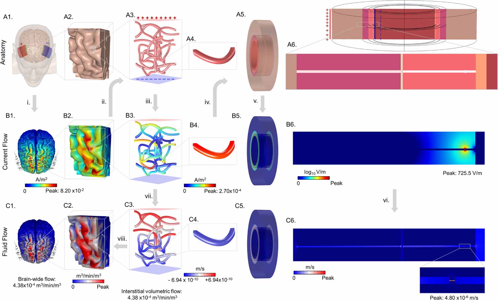 Multi-scale multi-physics model of brain interstitial water flux by ...