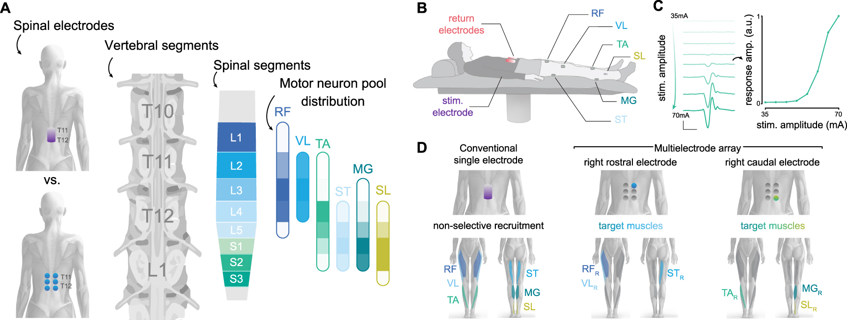Enhanced selectivity of transcutaneous spinal cord stimulation by multielectrode configuration ...