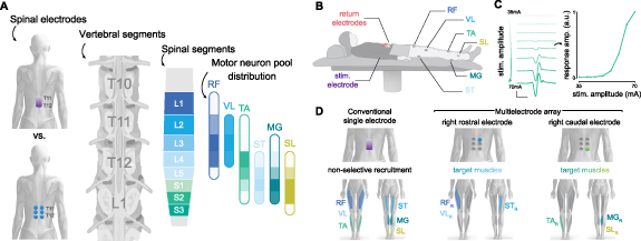 Enhanced selectivity of transcutaneous spinal cord stimulation by multielectrode configuration ...