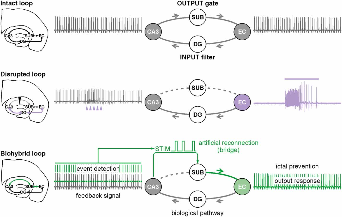 Biohybrid restoration of the hippocampal loop re-establishes the non ...