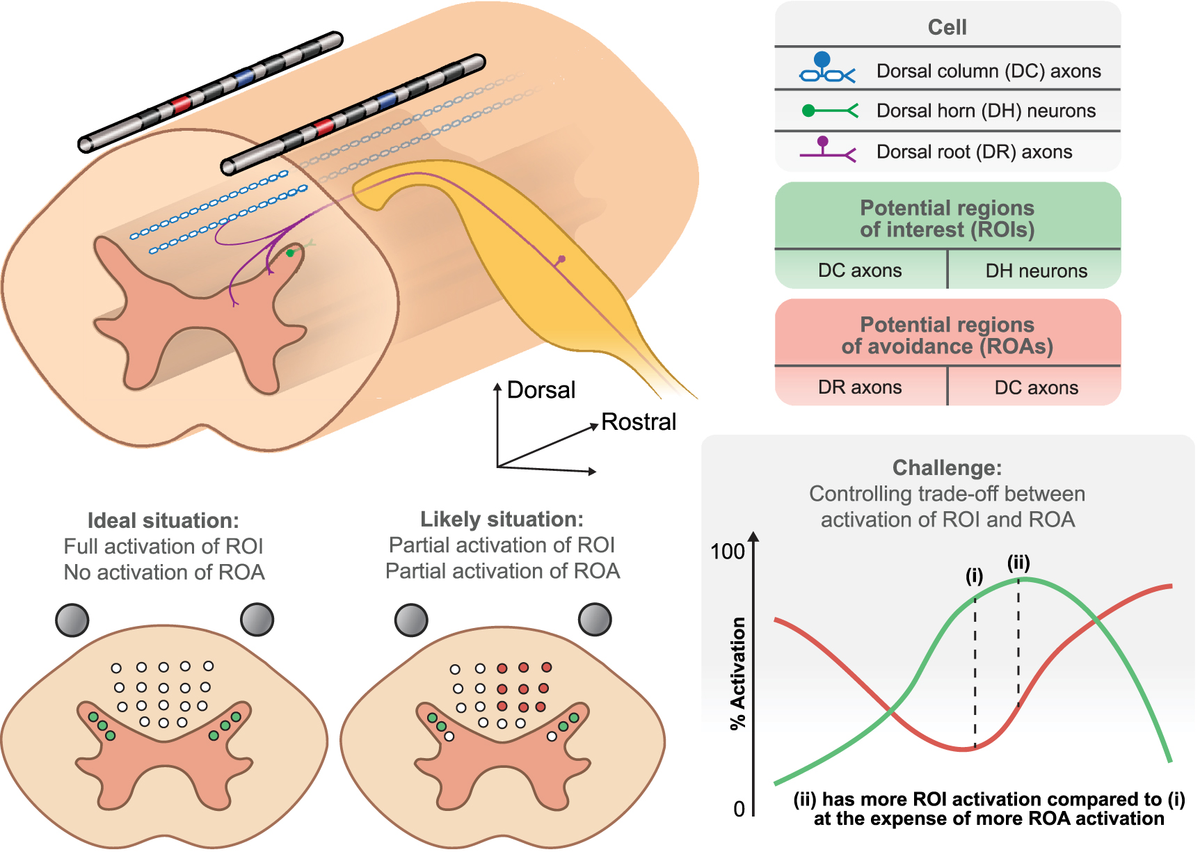 An optimization framework for targeted spinal cord stimulation - IOPscience