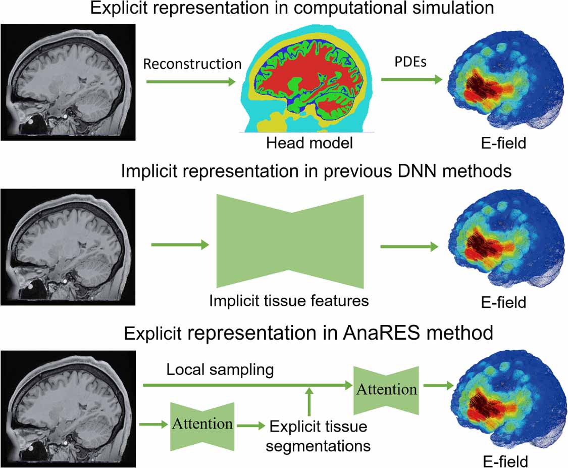 In-vivo verified anatomically aware deep learning for real-time ...