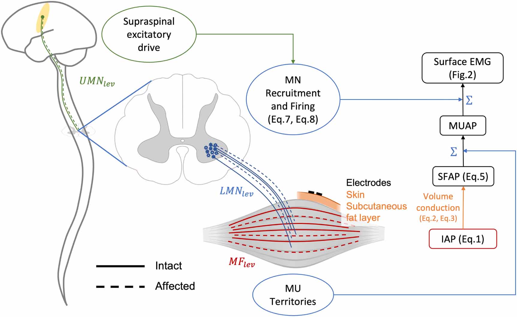 A computational model of surface electromyography signal alterations ...
