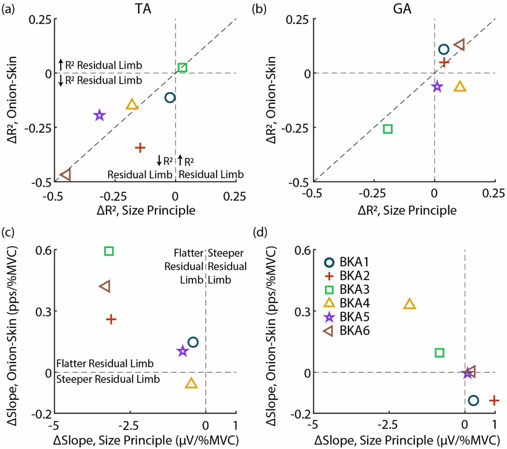 Modified motor unit properties in residual muscle following transtibial ...