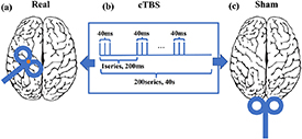 cTBS over primary motor cortex increased contralateral corticomuscular ...