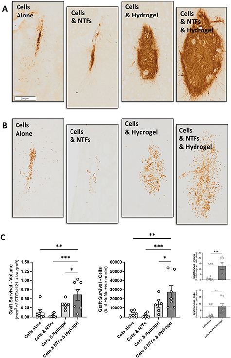 Survival and maturation of human induced pluripotent stem cell-derived ...