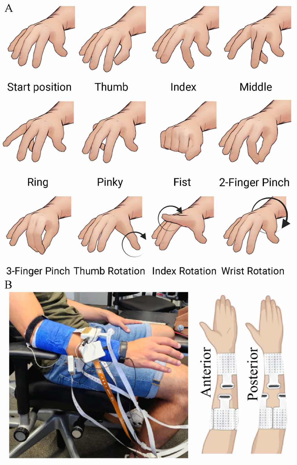 Influence of spatio-temporal filtering on hand kinematics estimation ...