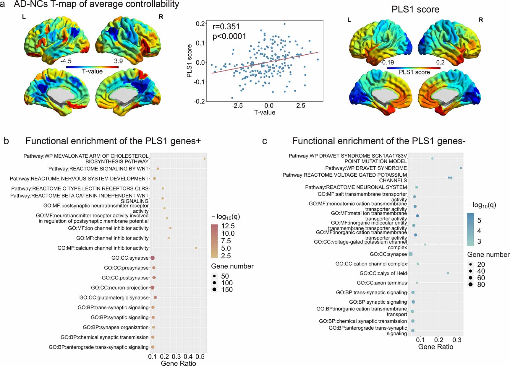 Functional brain network controllability dysfunction in Alzheimer's ...
