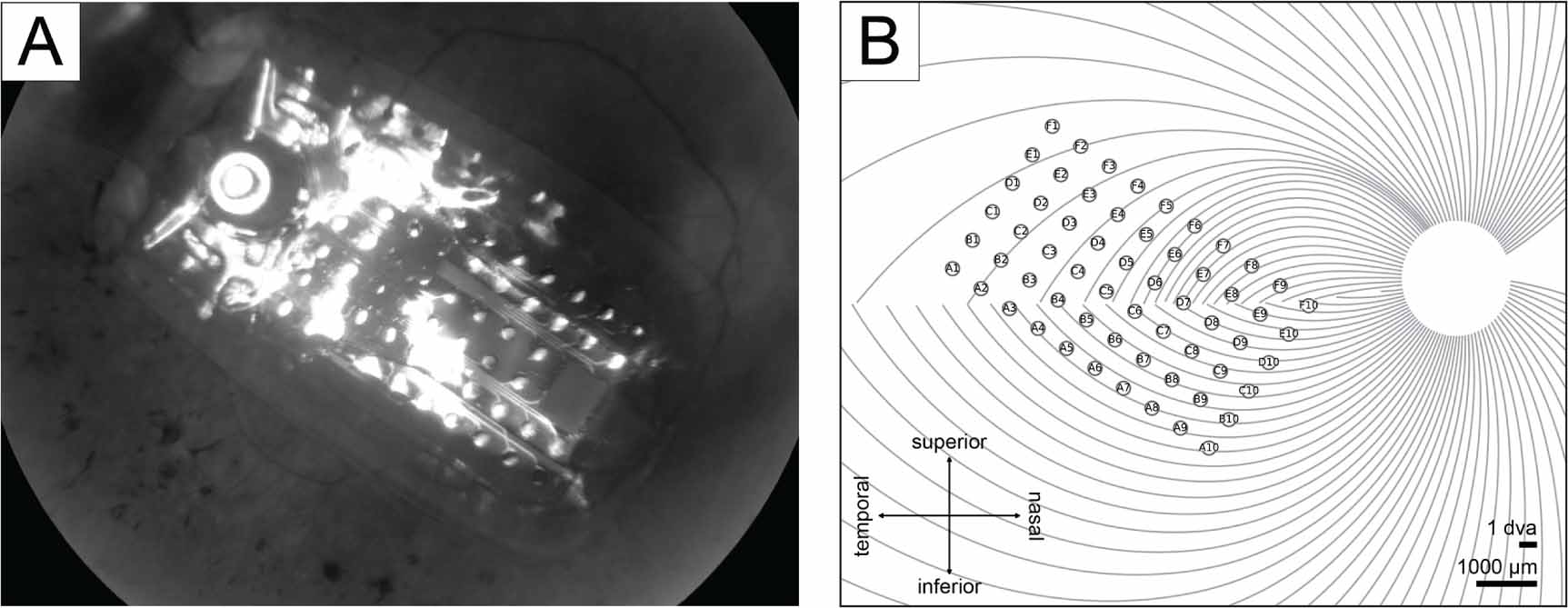 Axonal stimulation affects the linear summation of single-point ...