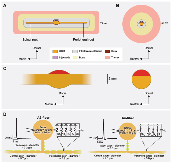 Computational modeling of dorsal root ganglion stimulation using an ...