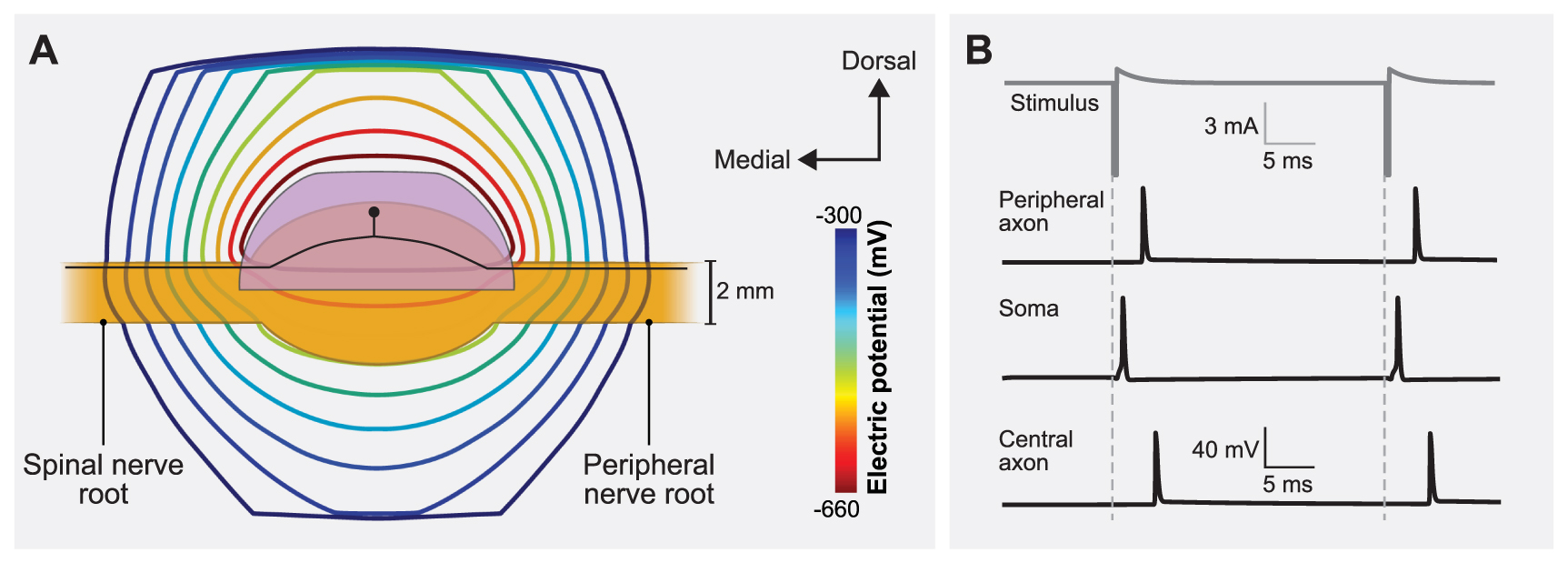 Computational modeling of dorsal root ganglion stimulation using an ...