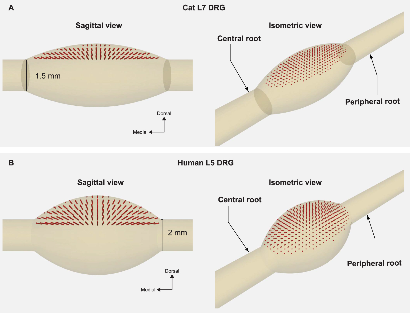 Computational modeling of dorsal root ganglion stimulation using an ...