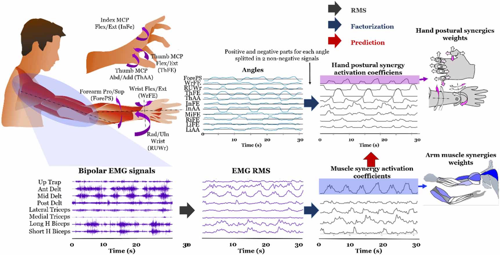 Arm muscle synergies enhance hand posture prediction in combination ...