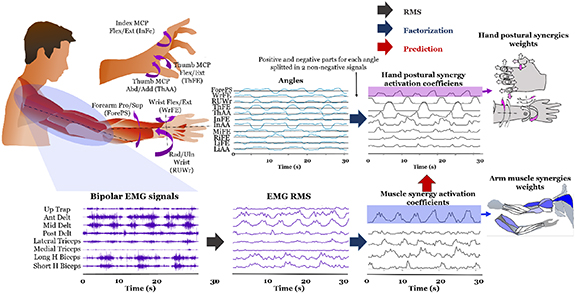 Arm muscle synergies enhance hand posture prediction in combination ...