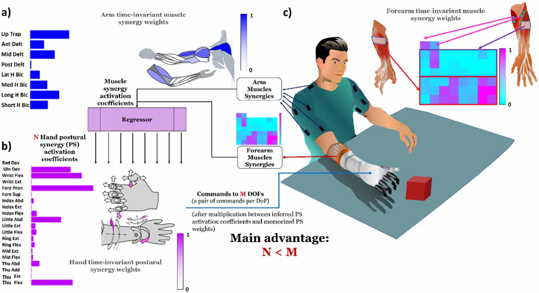Arm muscle synergies enhance hand posture prediction in combination ...